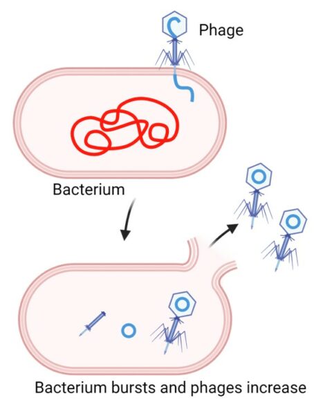 Harnessing Nature’s Warriors: The journey of bacteriophages from nature ...